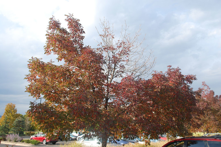 ash-tree-crown-dieback-2 | Be a Smart Ash