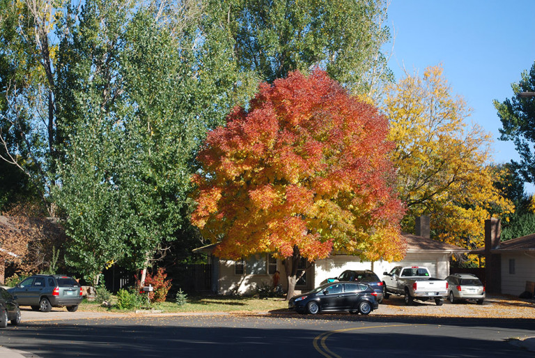 denver-neighborhood-ash-trees-fall | Be a Smart Ash