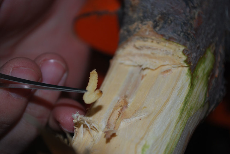 Emerald Ash Borer Facts | Be a Smart Ash