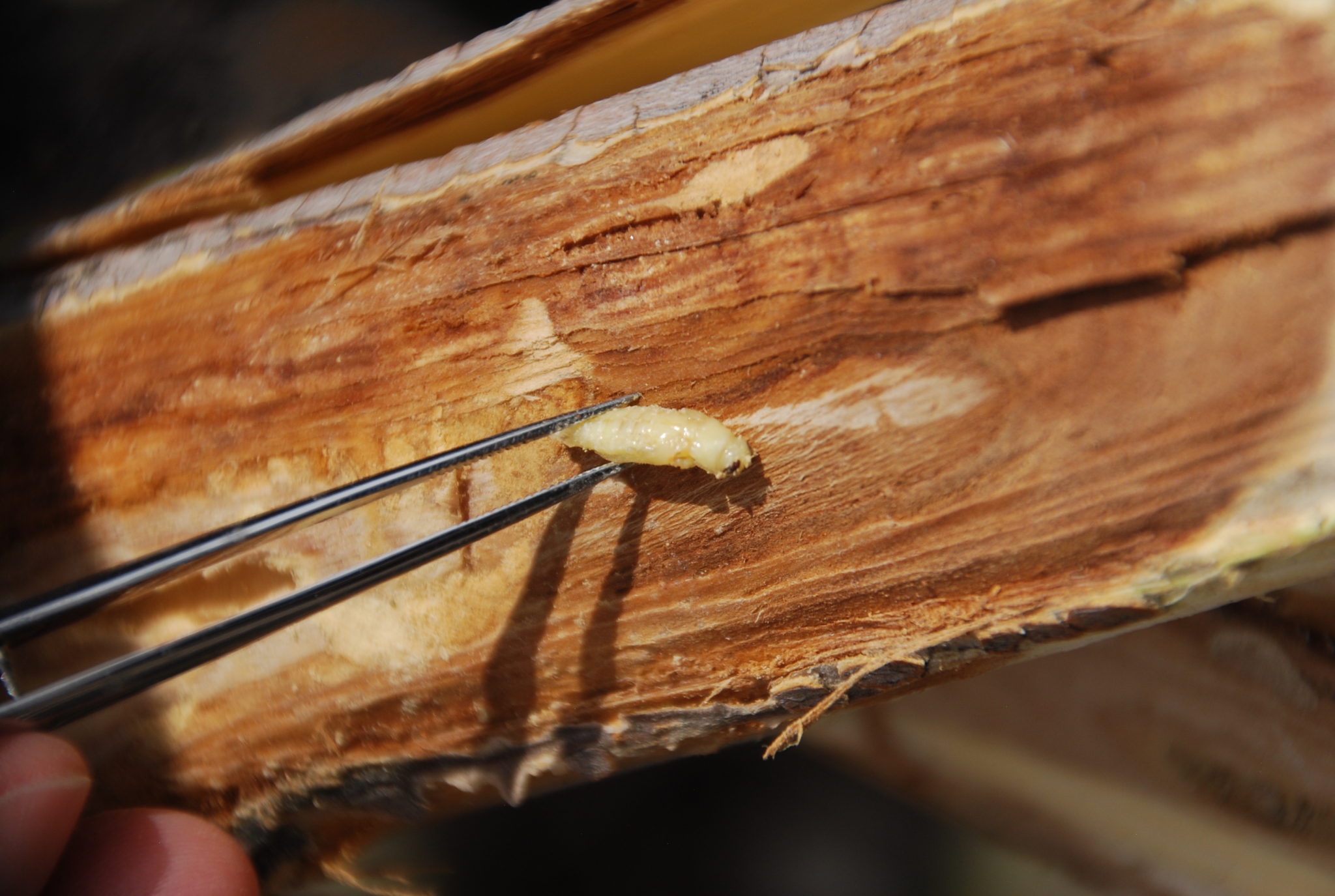 Ash Borer Larvae : A Visual Guide to Detecting Emerald Ash Borer Damage ...