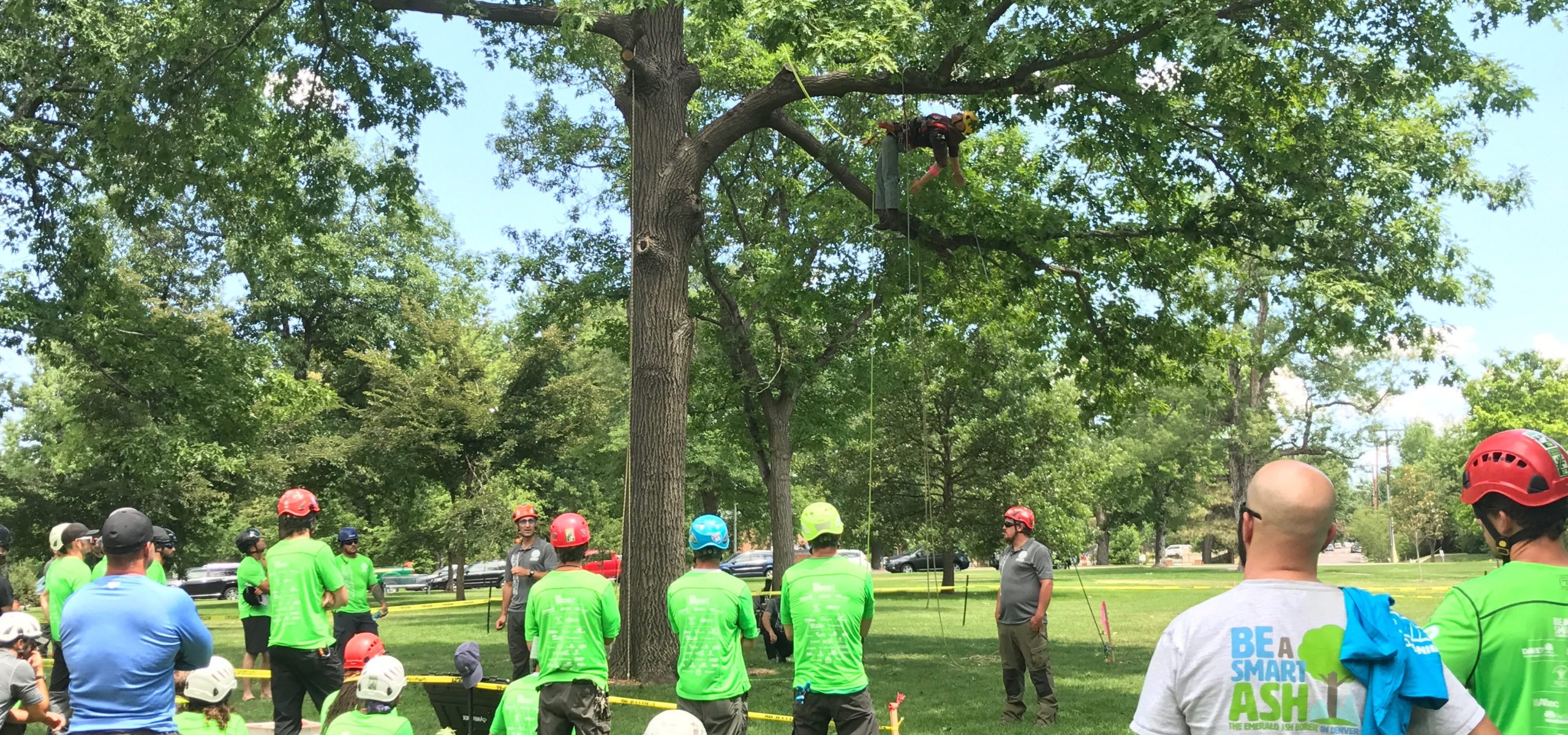 News About Emerald Ash Borers | Be a Smart Ash