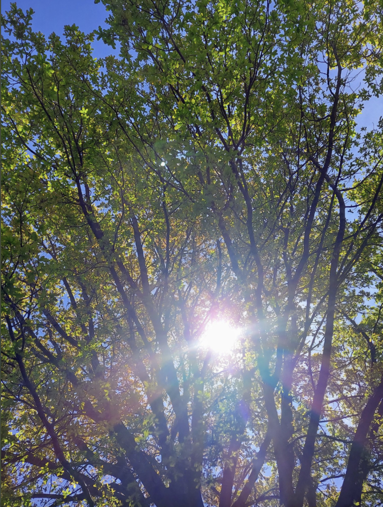 News About Emerald Ash Borers | Be a Smart Ash