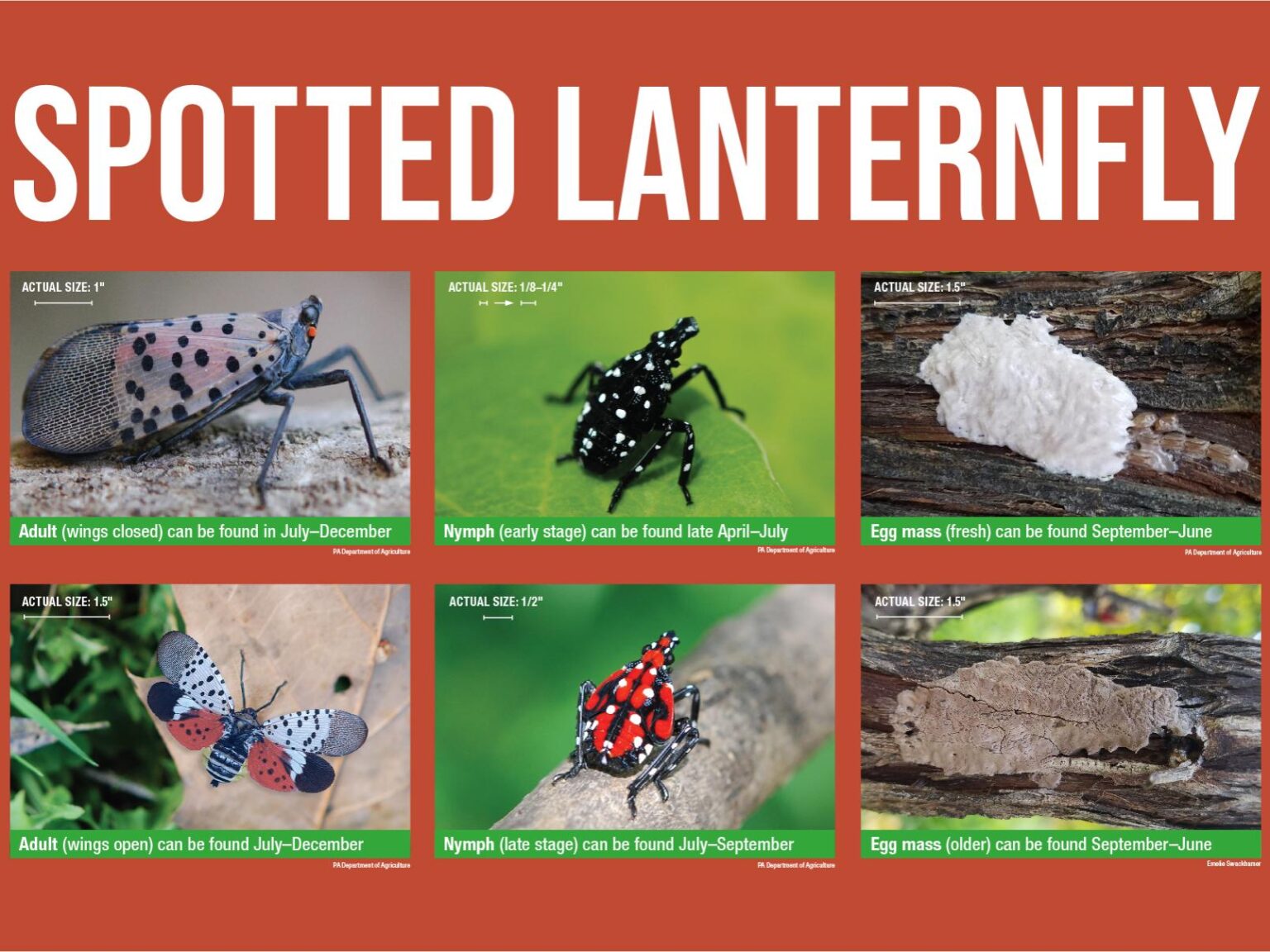 Spotted Lanternfly | Be a Smart Ash