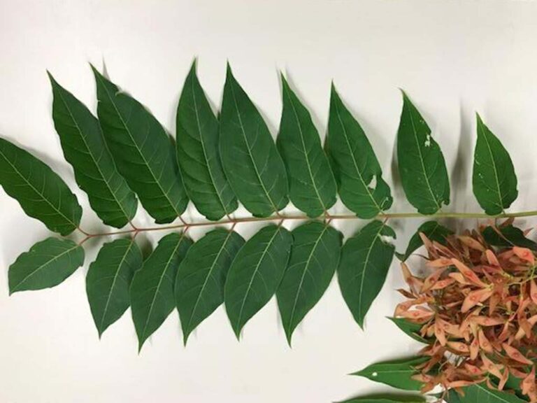 Tree of Heaven | Be a Smart Ash