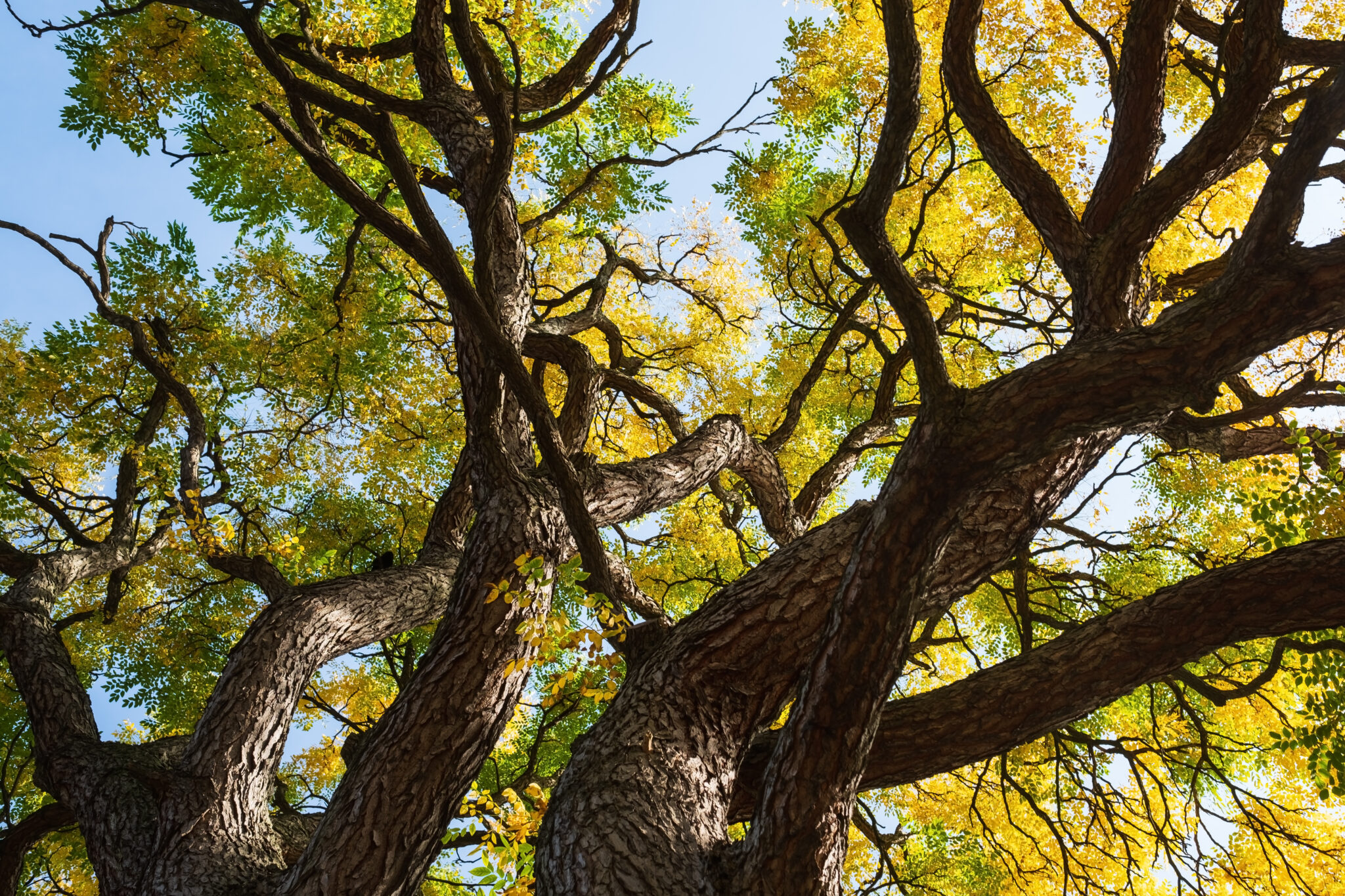 Fall Tree-Planting Tips to Help Them Thrive | Be a Smart Ash